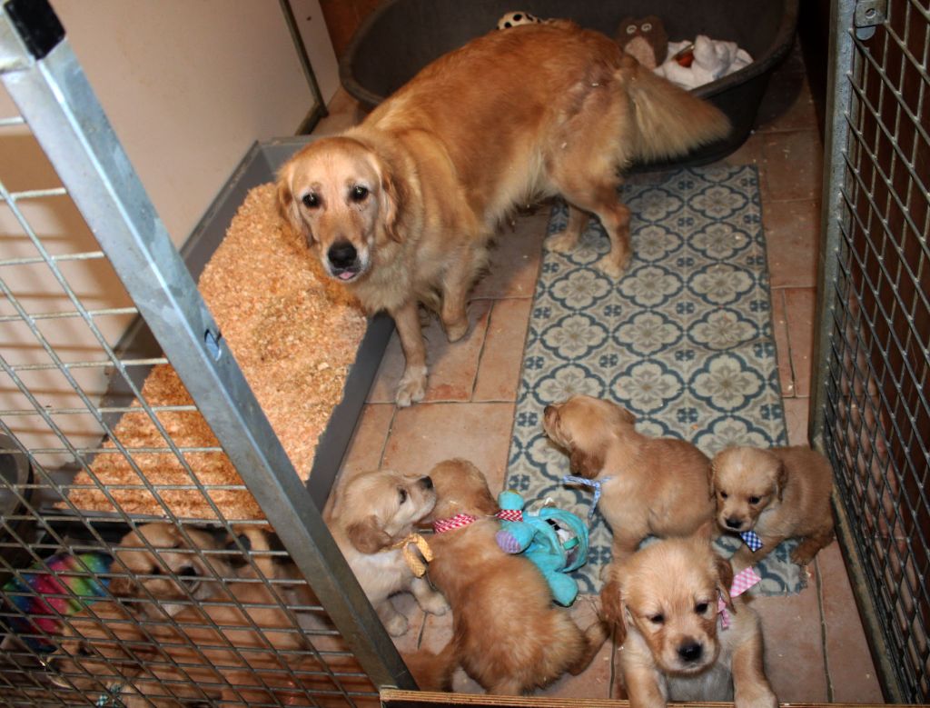 Chiot Golden Retriever - Melle vichy rouge Du mazage de mascayenne
