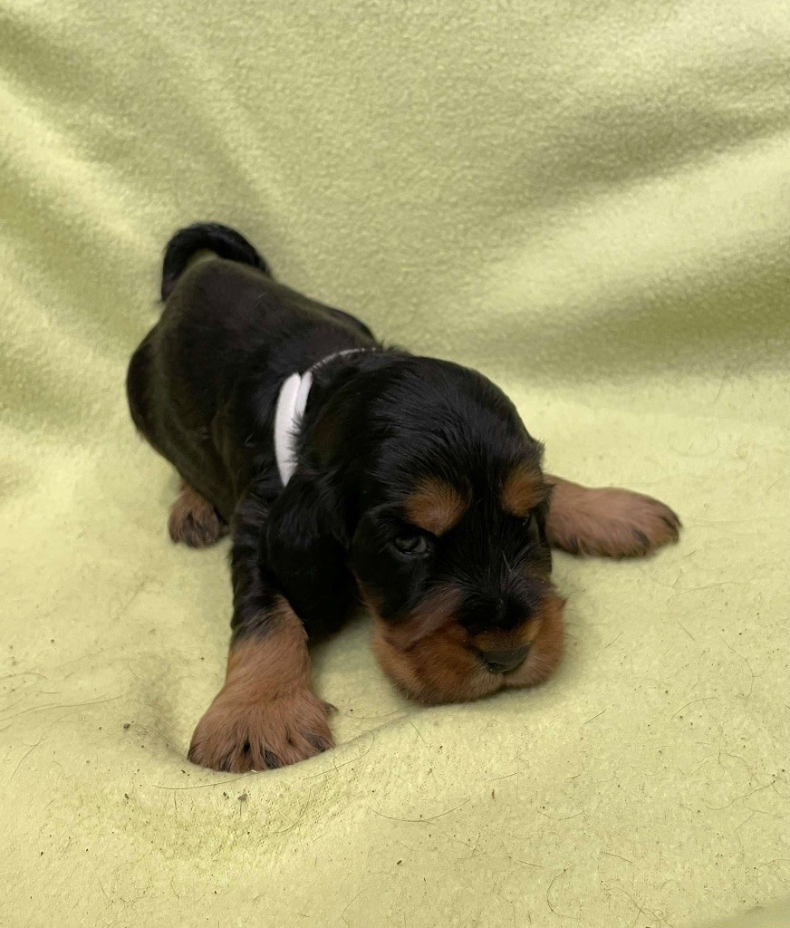 Chiot Cocker Spaniel Anglais - CHIOT 4 collier blanc Des Pinscheboules