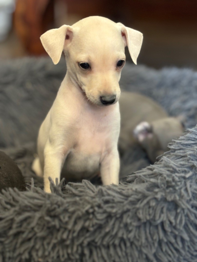 Chiot Petit Levrier Italien - CHIOT 1- mâle crème Des Pinscheboules
