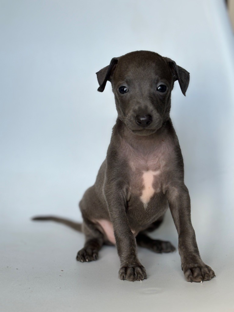 Chiot Petit Levrier Italien - CHIOT 3 Des Pinscheboules