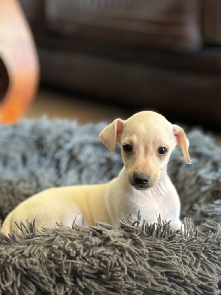 Chiot Petit Levrier Italien - CHIOT 1- mâle crème Des Pinscheboules