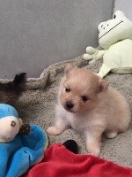 Chiens de France : Achats / Ventes de chiots de race issues d'élevage