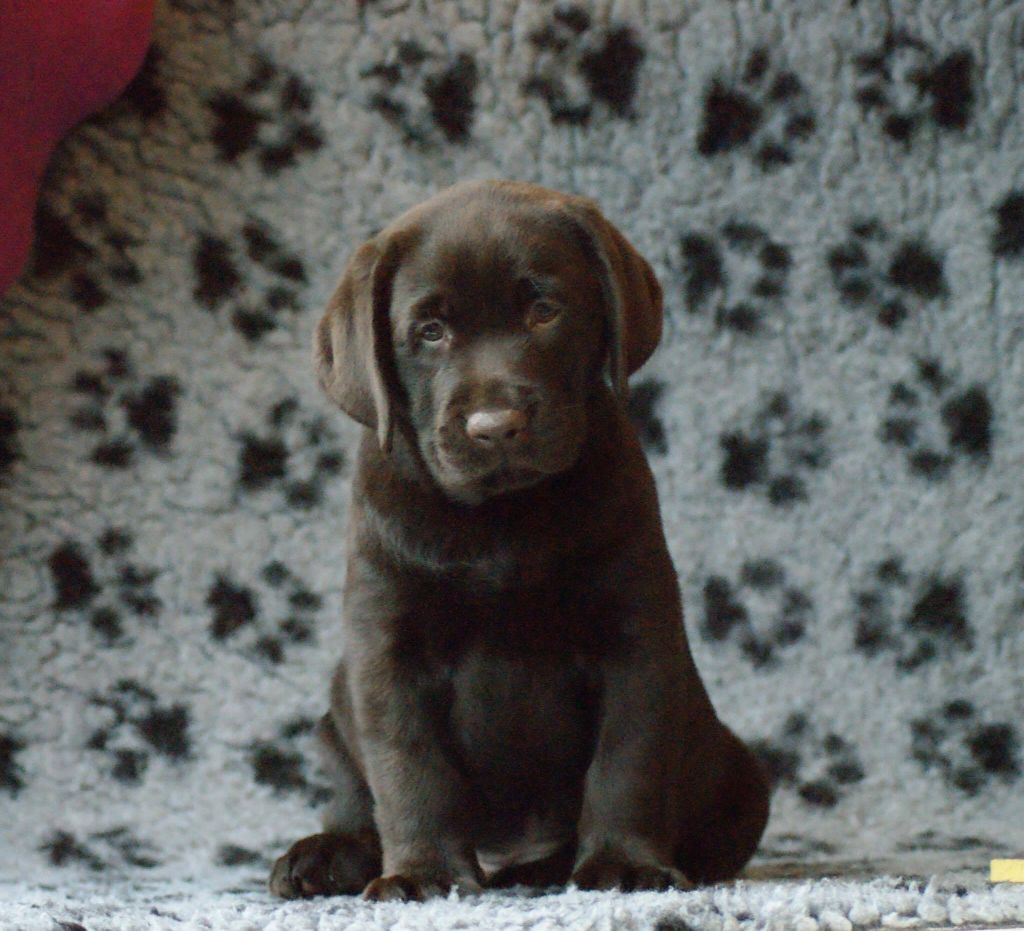 Accueil - Elevage De la Vallée de la Brière - eleveur de chiens ...