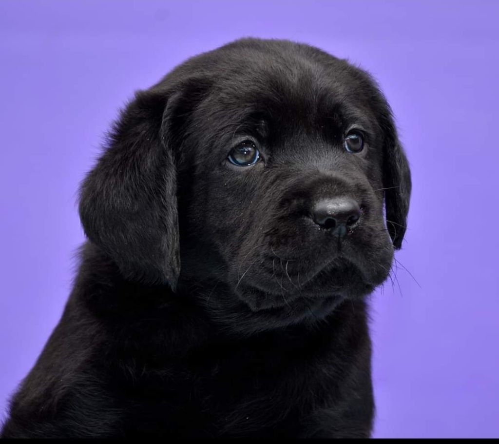 Chiot Labrador Retriever - CHIOT De la Vallée de la Brière