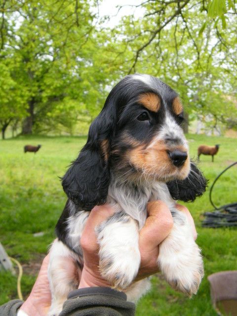 Accueil - Cockers de chasse des Terres Froides, beaux et bons