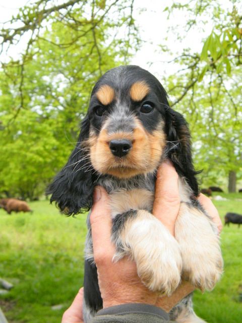 Accueil - Cockers de chasse des Terres Froides, beaux et bons