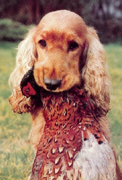 Accueil - Cockers de chasse des Terres Froides, beaux et bons