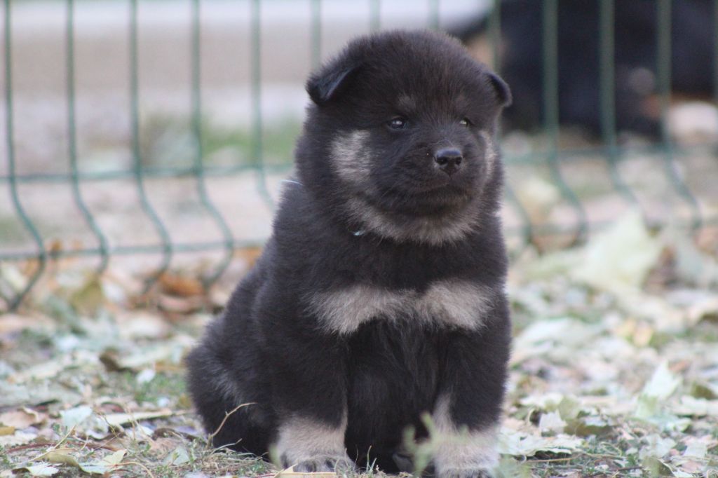 Chiot Eurasier - Collier bleu Du Domaine D'Alvheim