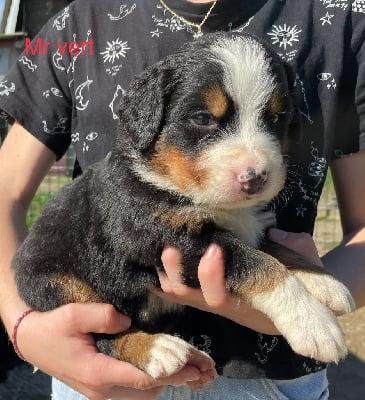 Chiot Bouvier Bernois - Mr orange Du Domaine D'Alvheim