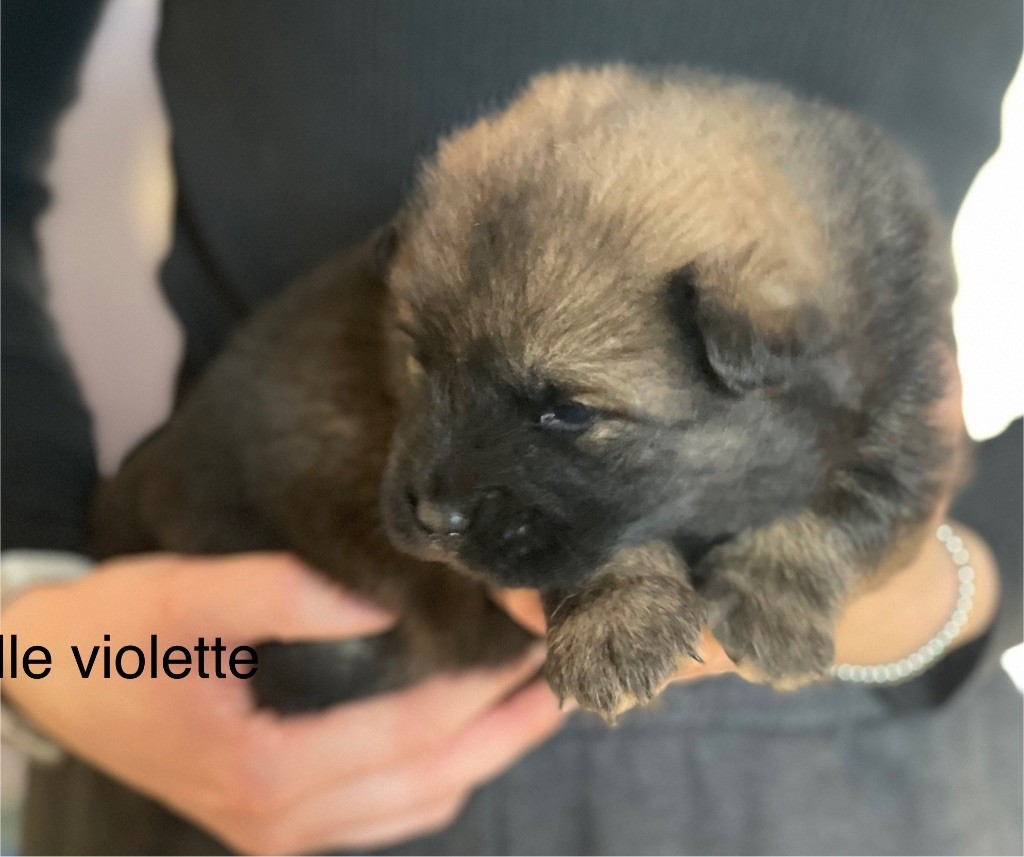 Chiot Eurasier - Collier violet Du Domaine D'Alvheim