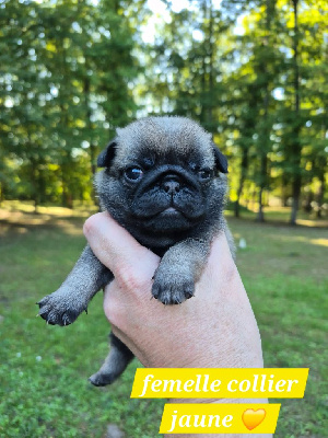 Chiots de race Carlin LOF à vendre en France