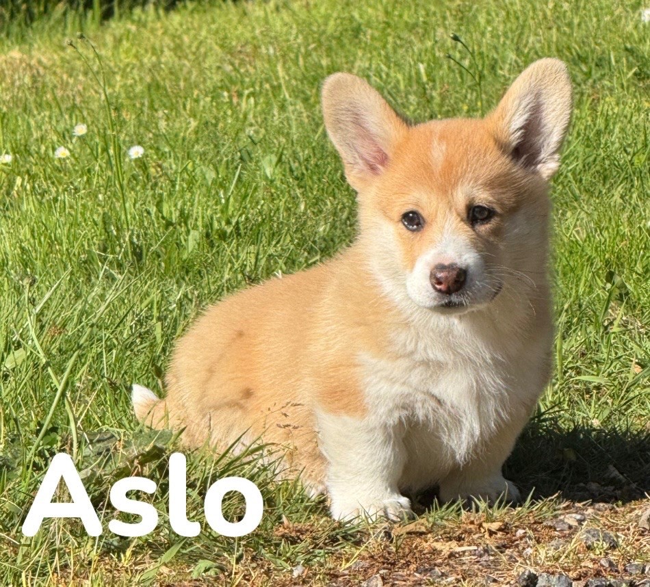 Chiot Welsh Corgi Pembroke - ASLO des Amour’Rocq