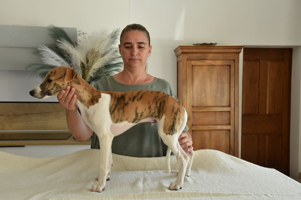 Chiot Whippet - UDINO De La Fontaine Mary-Rose