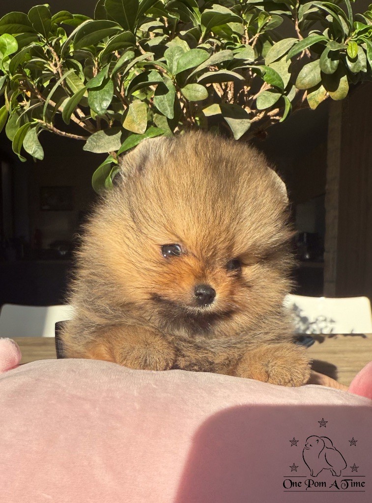 Chiot Spitz allemand - Femelle One Pom A Time