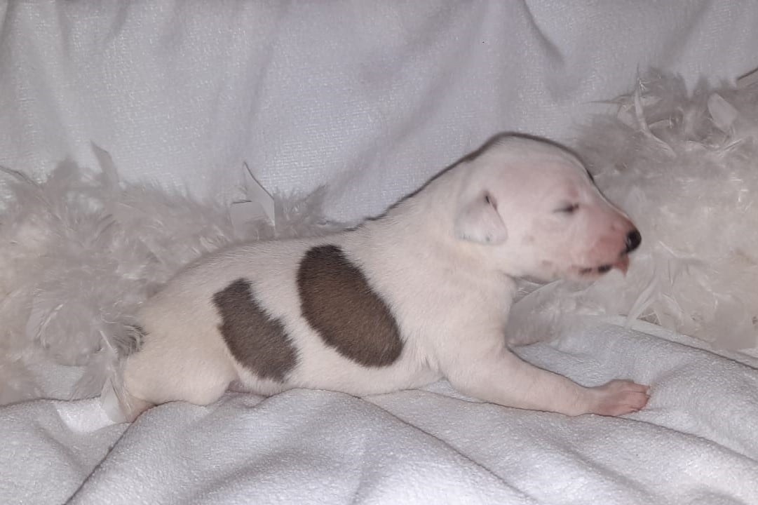 Chiot Whippet - AARON du coquelicot bleu