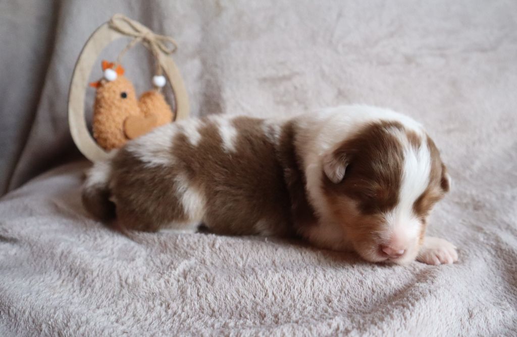 Chiot Berger Australien - Rouge merle 3 de la Patte en Nord