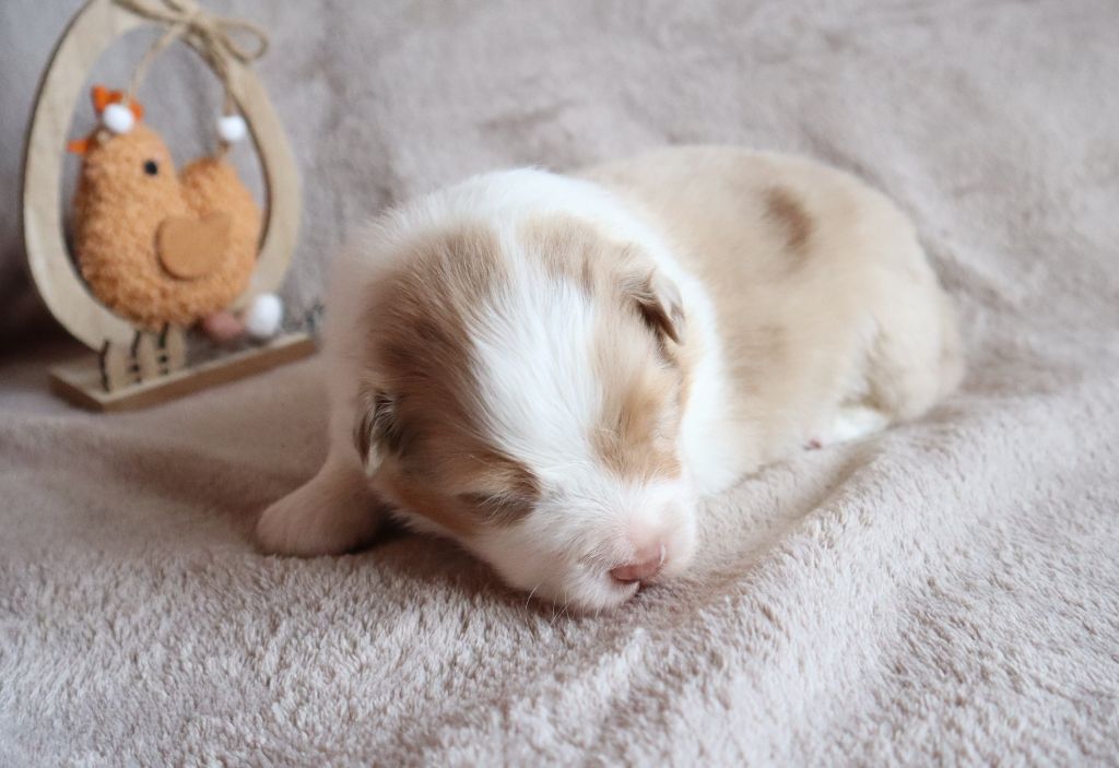 Chiot Berger Australien - Rouge merle 2 de la Patte en Nord