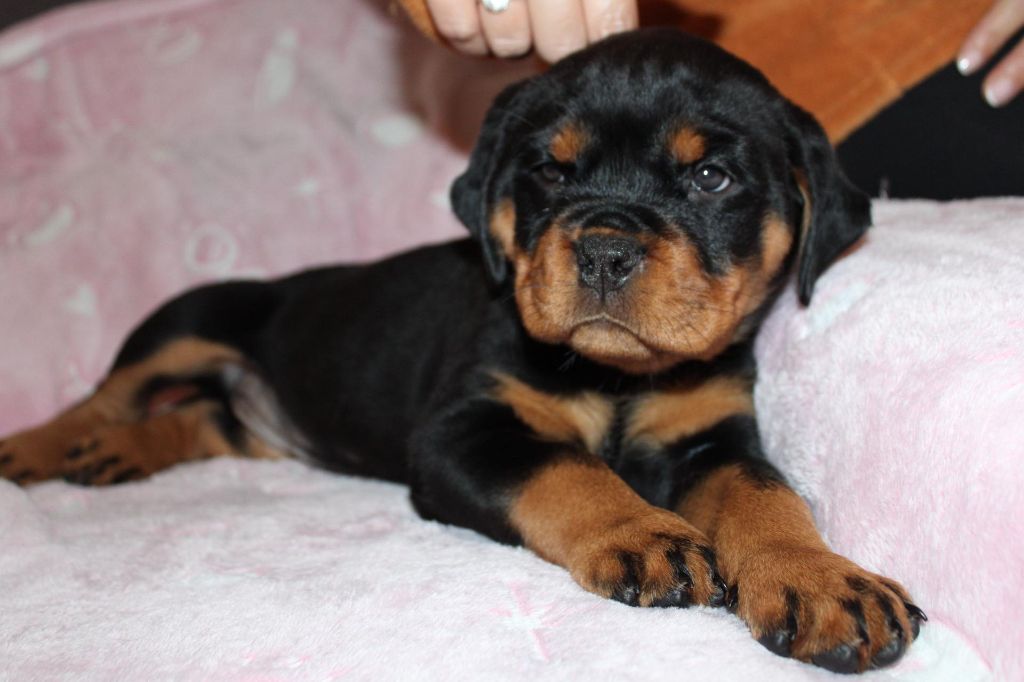 Chiot Rottweiler - CHIOT 2 Des Guerriers De Leia