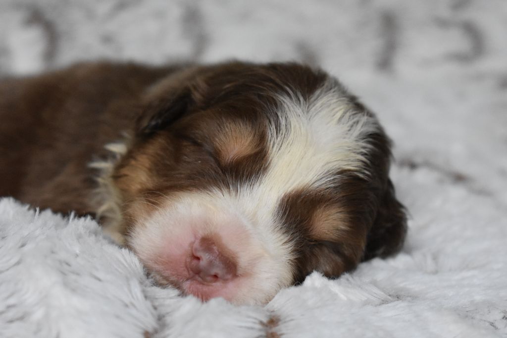 Chiot Berger Australien - U Magnum Collection Ruby des Jardins de ...