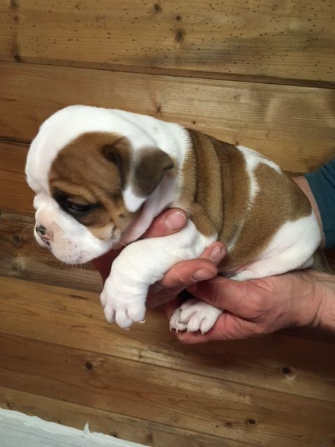 Chiot Bulldog continental - ULK