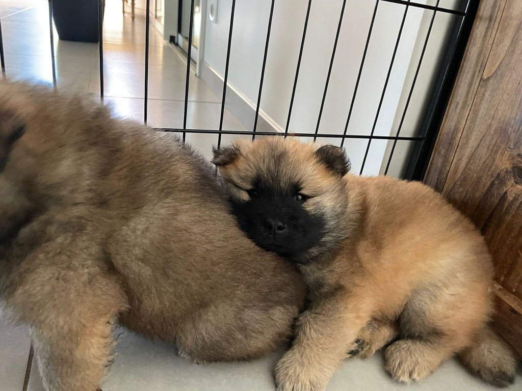 Chiot Eurasier - Bébé vert