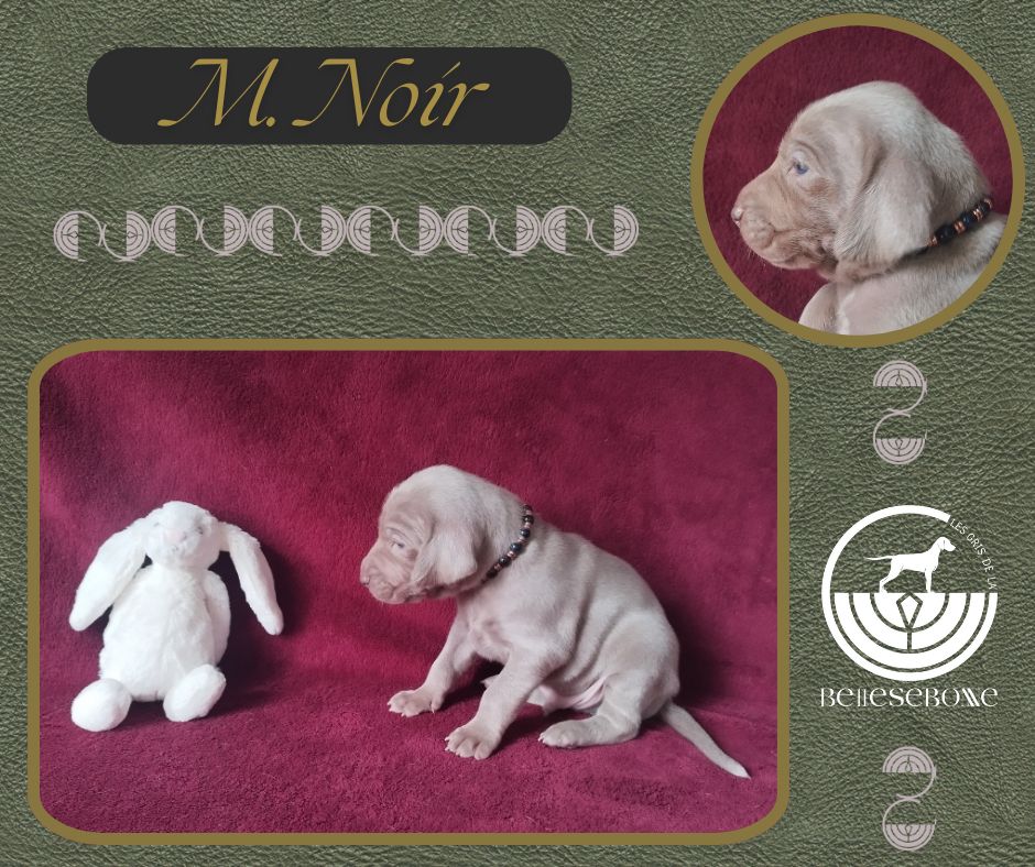 Chiot Braque de Weimar - CHIOT des Gris de la Bellesebonne