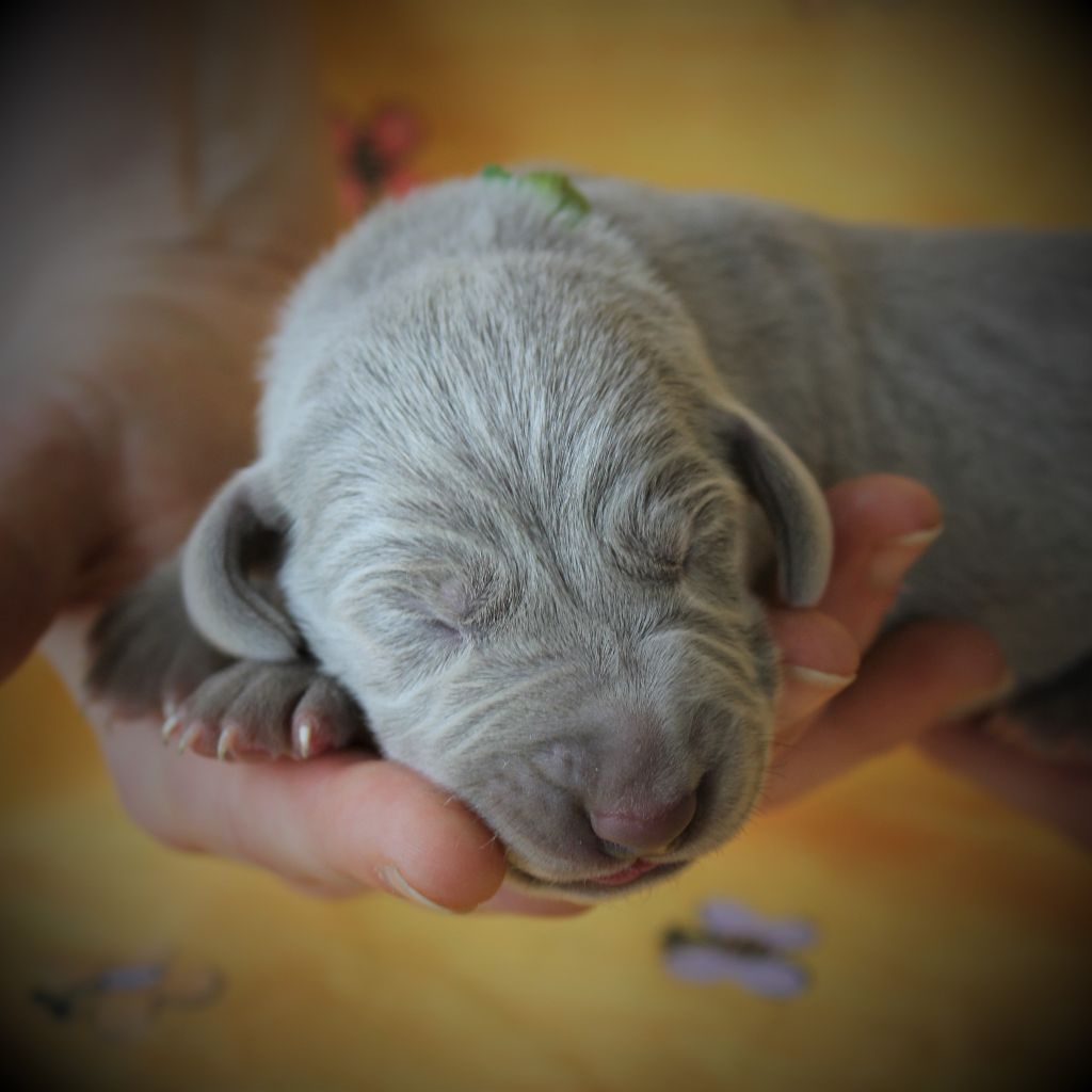 Chiot Braque de Weimar - Vert Pomme Paradis Des Gris