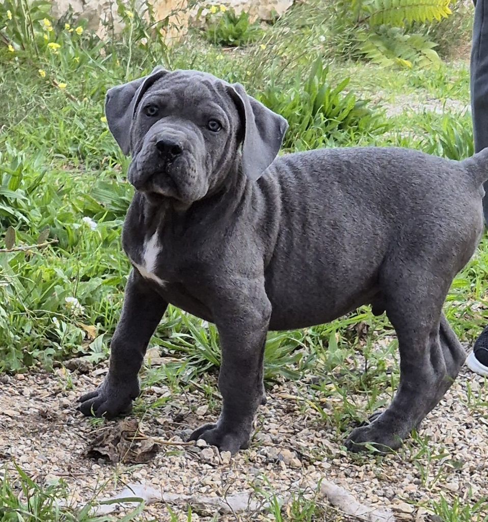 Chiot Cane Corso - VIKING Du Clan De Nemausus