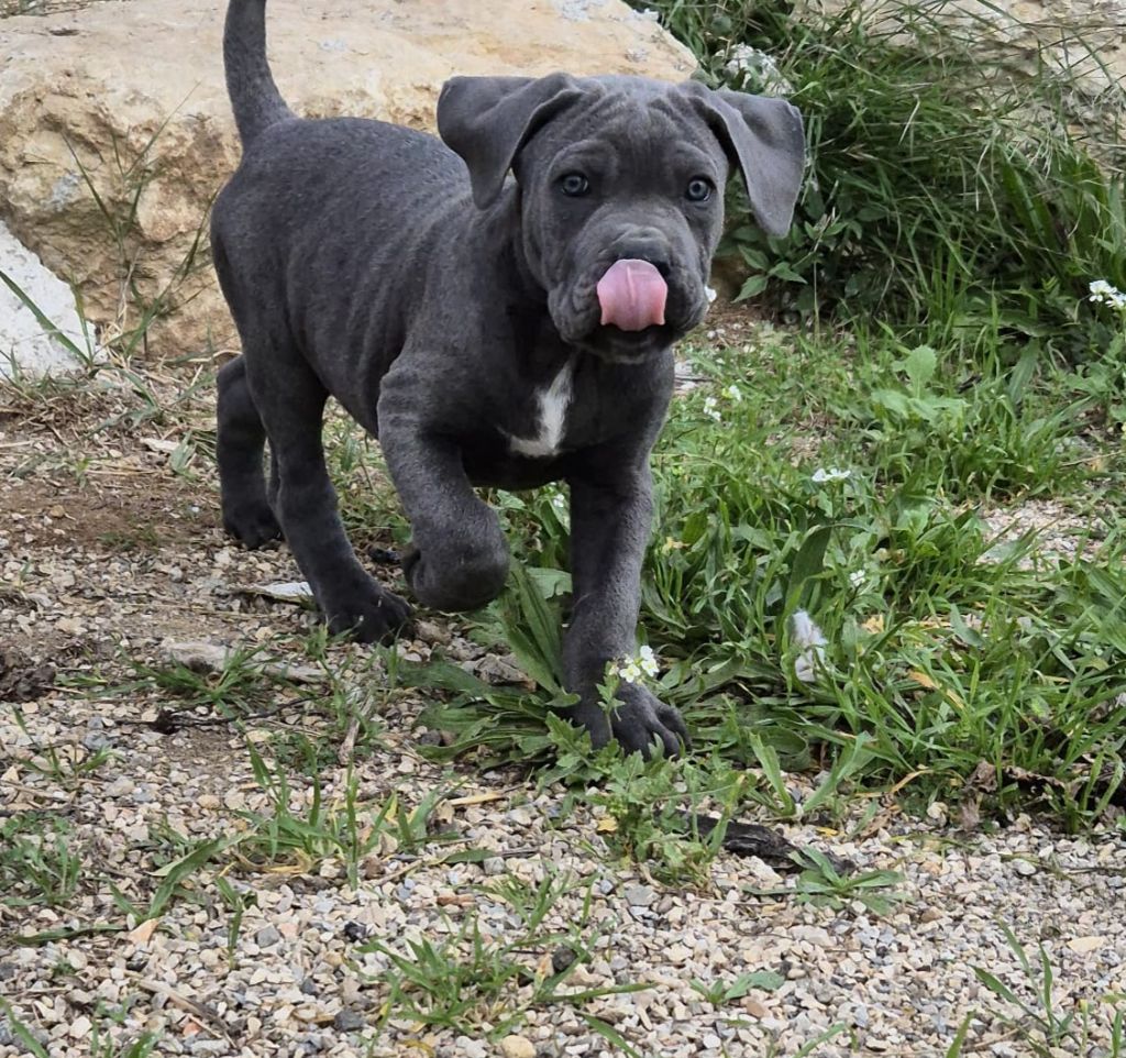 Chiot Cane Corso - VIKING Du Clan De Nemausus