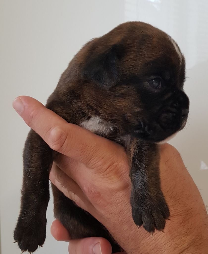 Chiot Boxer 2 Mois
