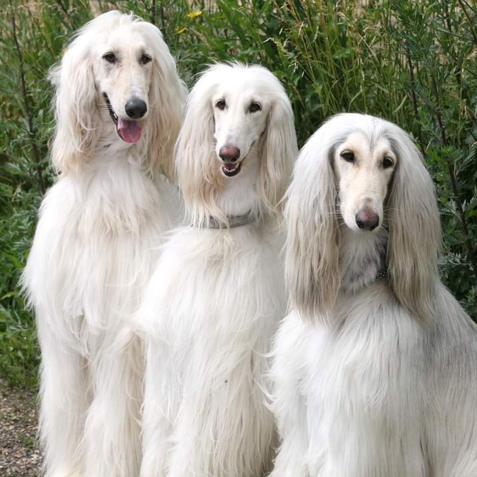 Accueil - Elevage de la vallee de rozenn - eleveur de chiens Lévrier afghan