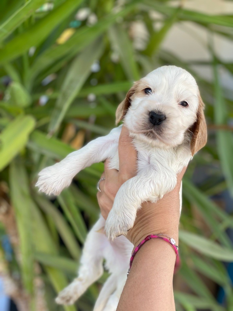 Chiot Cocker Spaniel Anglais - CHIOT 1 Okavango Blue