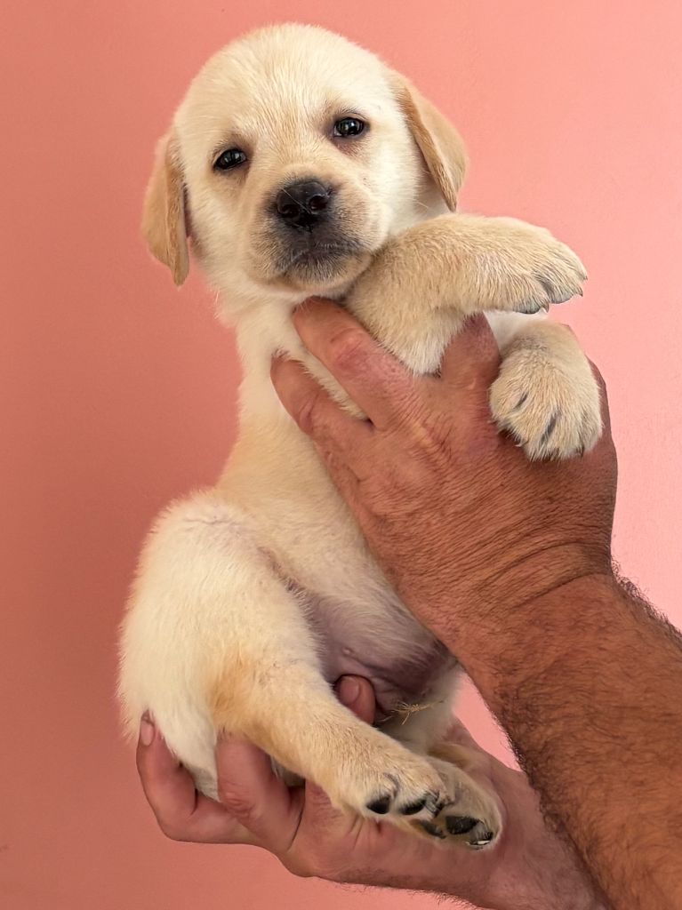 Chiot Labrador Retriever - CHIOT De La Légende De L'Abbaye D'Arrouaise