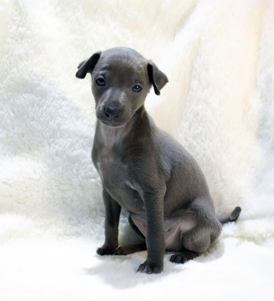 Chiot Petit Levrier Italien - CHIOT 2 Du Val De La Rose Des Vents