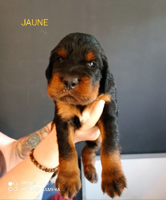 Chiots de race Setter Gordon LOF à vendre en France