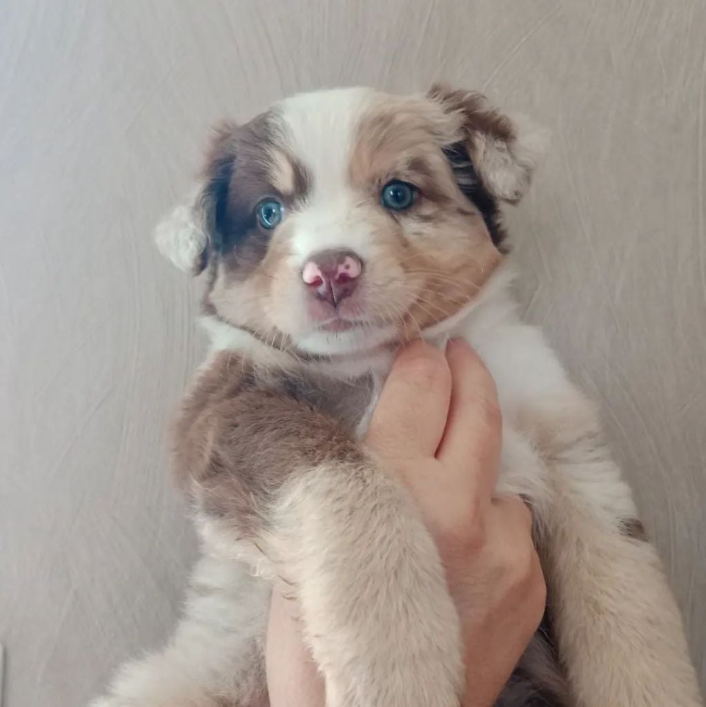 Chiot Berger Américain Miniature - rouge merle Du Domaine D'Oza