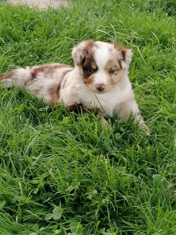 Chiot Berger Américain Miniature - rouge merle Du Domaine D'Oza