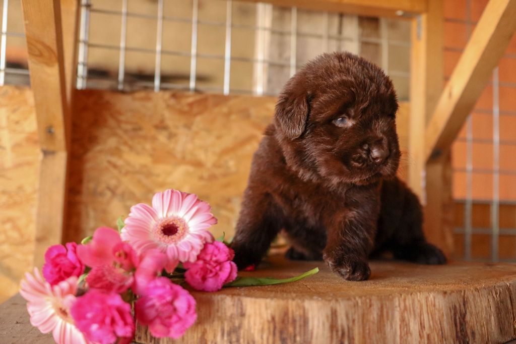 Chiot Terre-neuve - victor collier bleu Du Domaine Des Ours Noirs