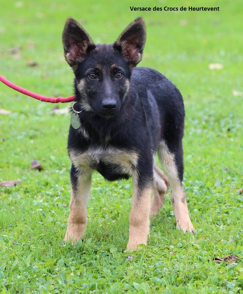 Chiot Berger Allemand - VERSACE des Crocs de Heurtevent