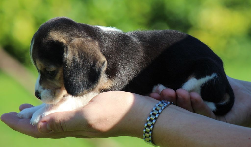 Chiot Beagle - CHIOT 3 des Crocs de Heurtevent