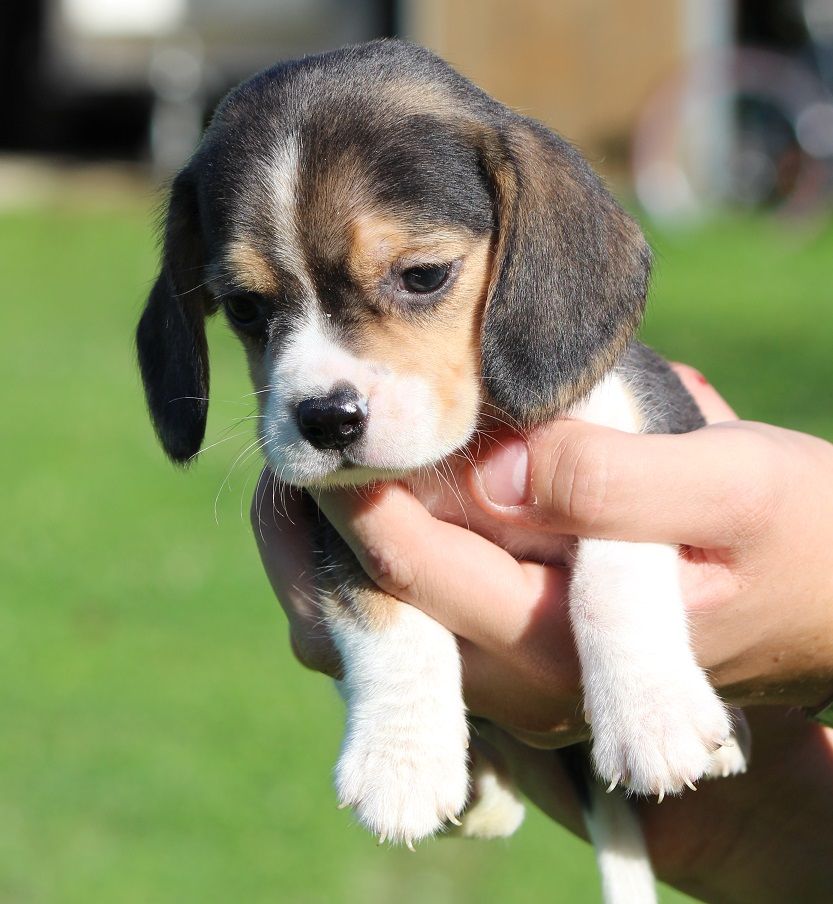 Chiot Beagle - CHIOT 3 des Crocs de Heurtevent