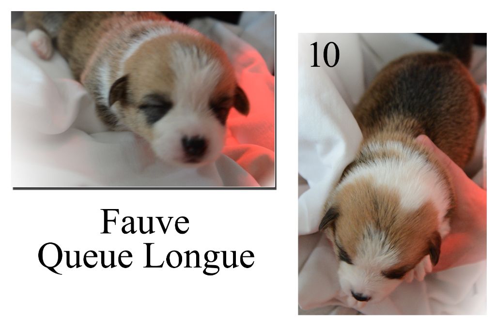 Chiot Welsh Corgi Pembroke - CHIOT 11 Des Plaines D'Arkama