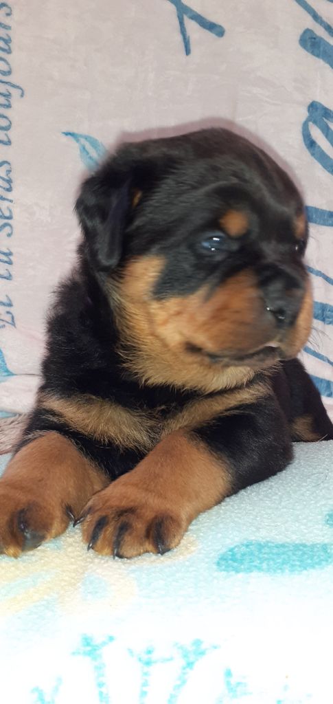 Chiot Rottweiler - CHIOT 6 Des Roses Noires De Cupidon
