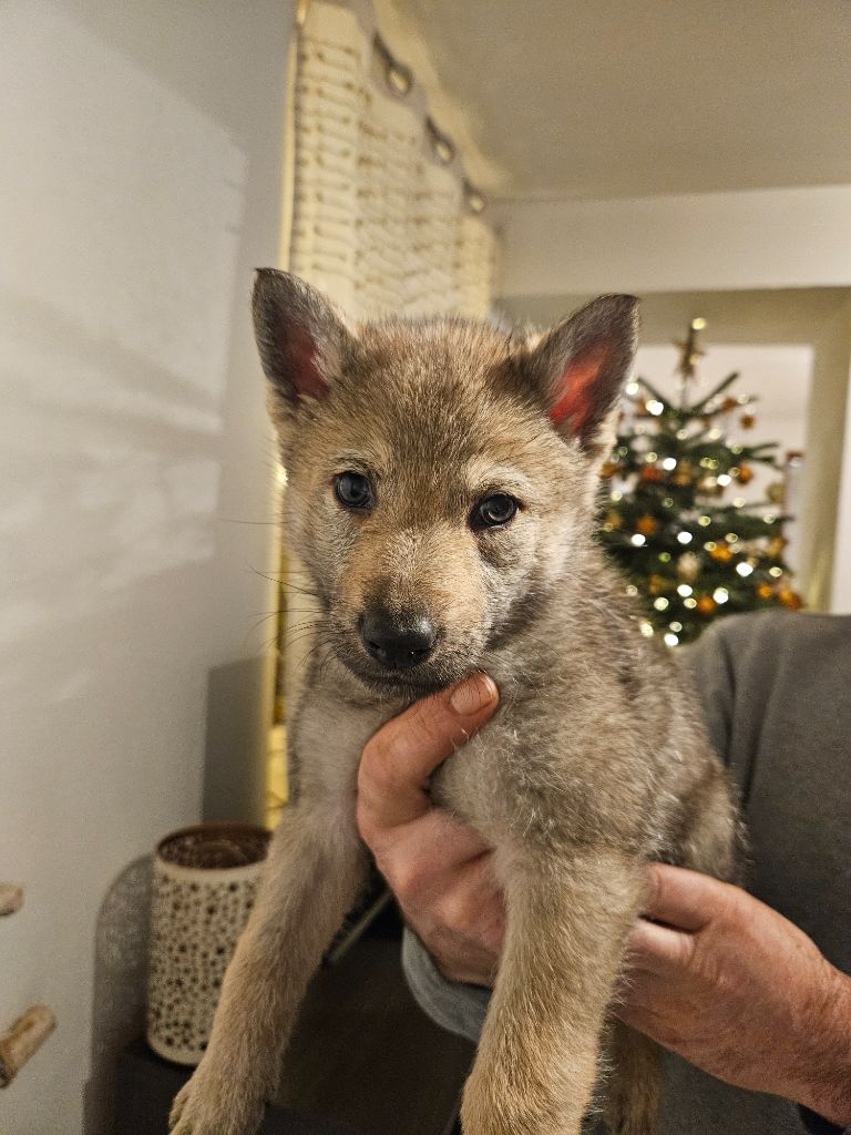 Chiot Chien-loup tchecoslovaque - CHIOT 5 Des Ruby De Jade