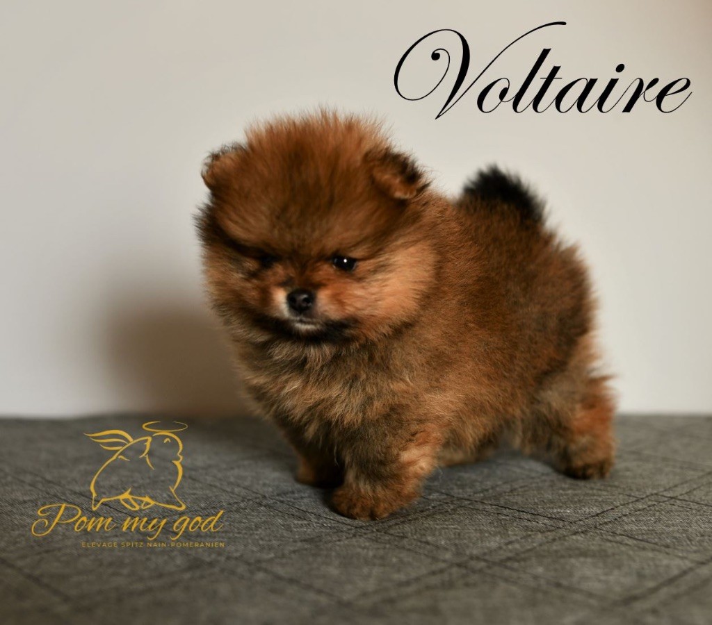Chiot Spitz allemand - Voltaire Pom My God