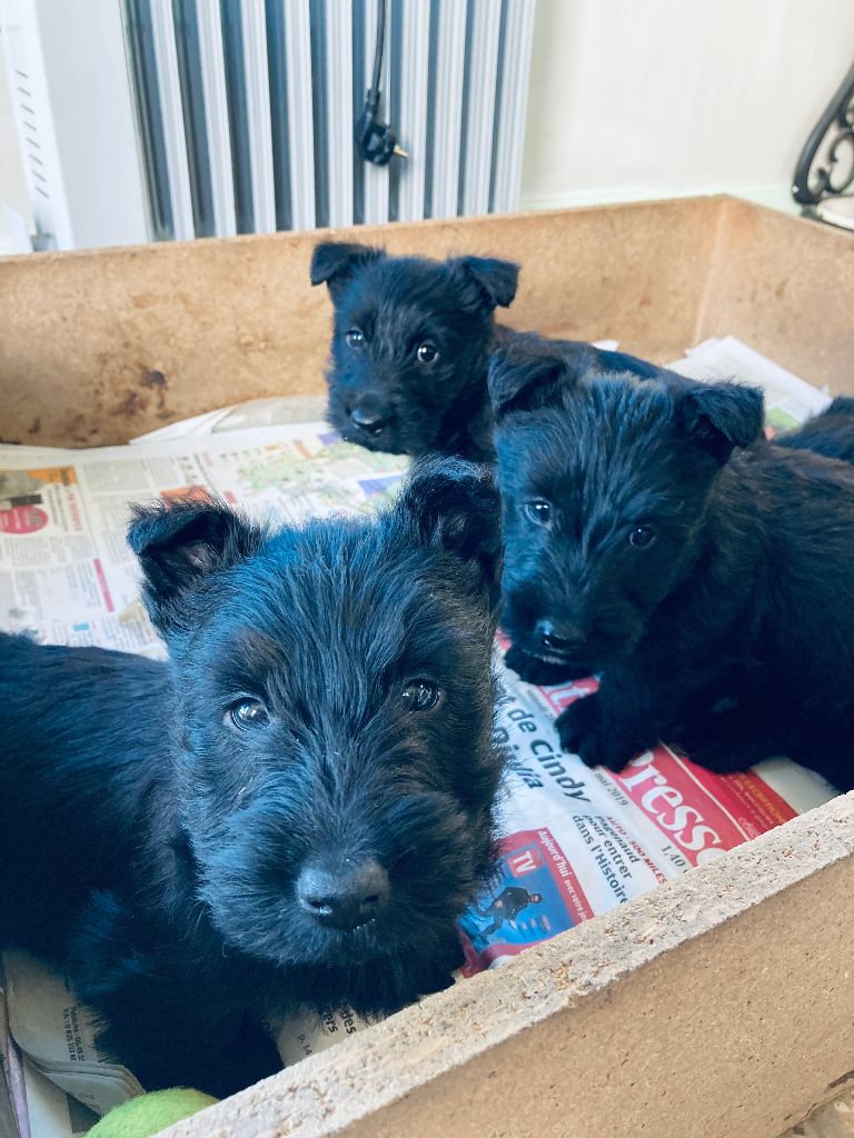 Chiot Scottish Terrier - CHIOT 4