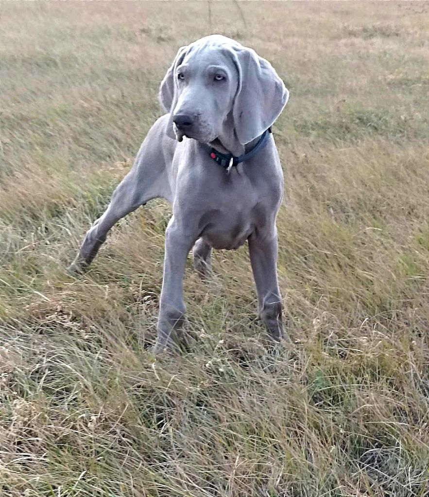 Chiot Braque de Weimar - CHIOT 3 ONLY GREY MARVELS