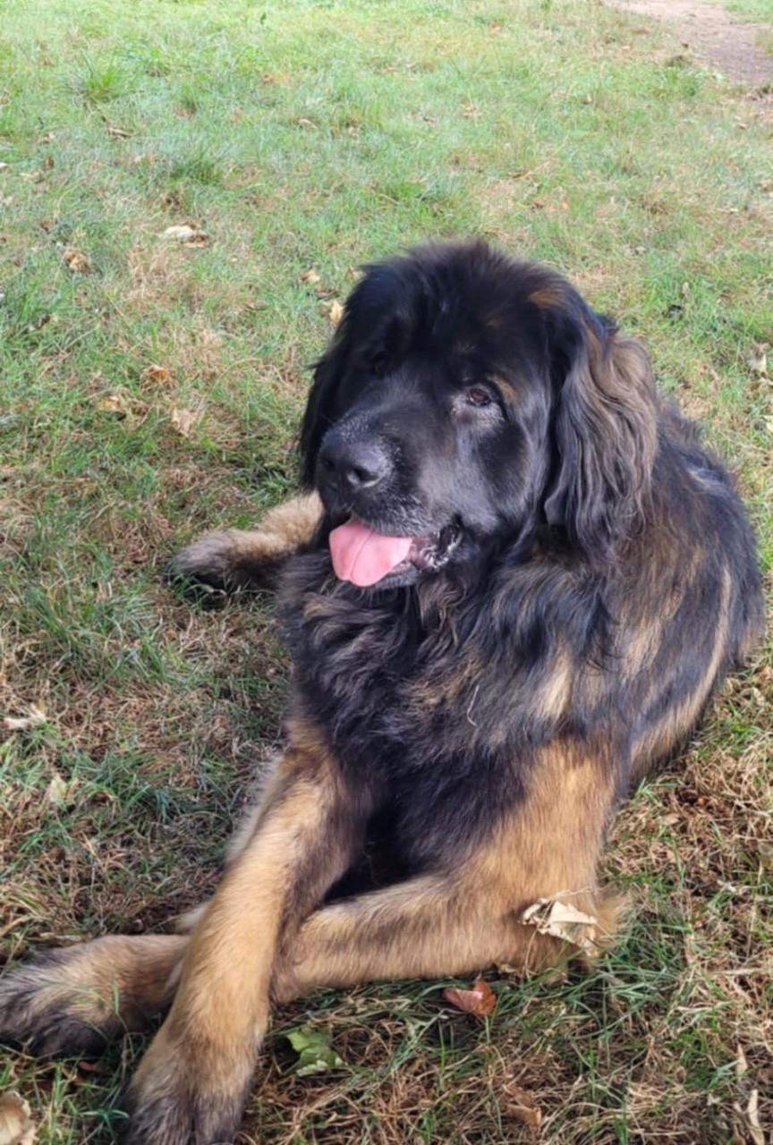 Chien Leonberger Ugho Vasfia Du Val Des Dalles