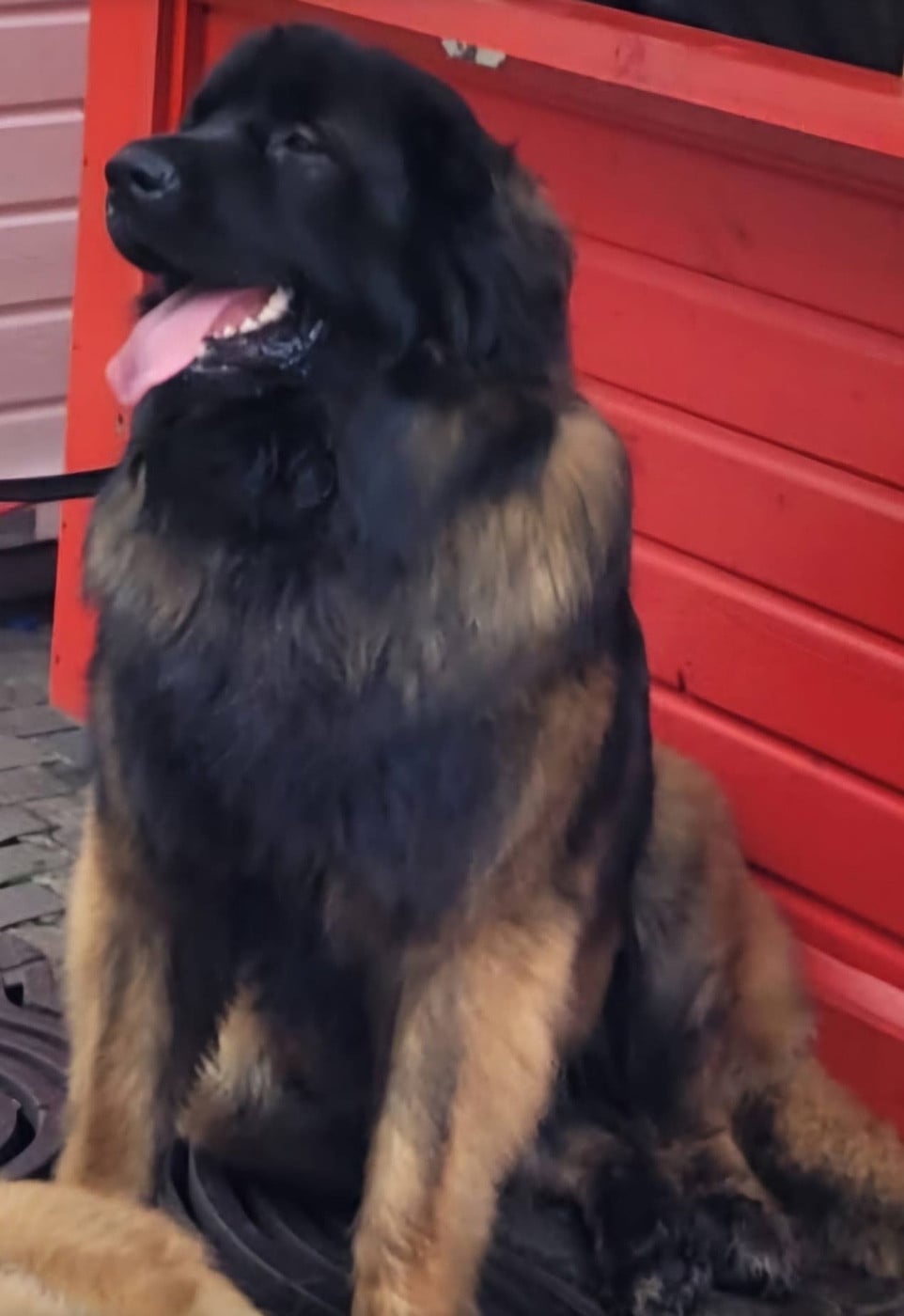 Chien Leonberger Ugho Vasfia Du Val Des Dalles