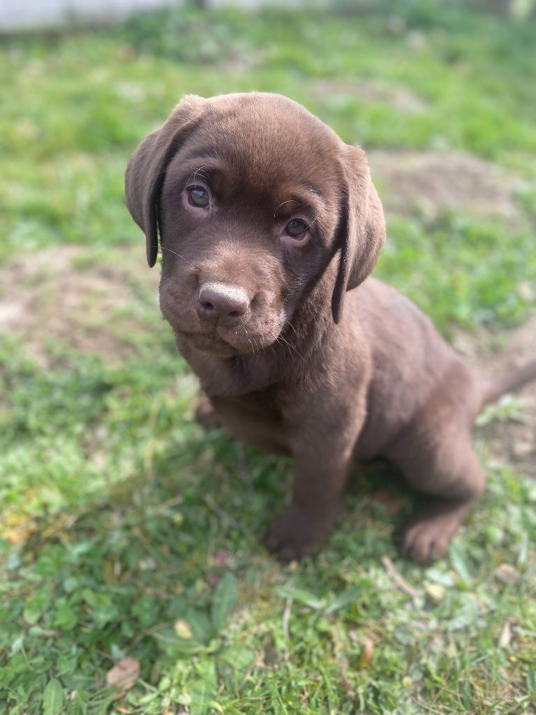 Chiot Labrador Retriever - VEGAS Du domaine de la villatelle